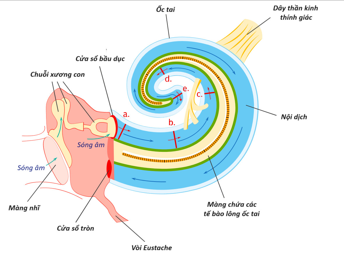 Cấu tạo hệ thống tai, hiểu để bảo vệ thính giác của bạn